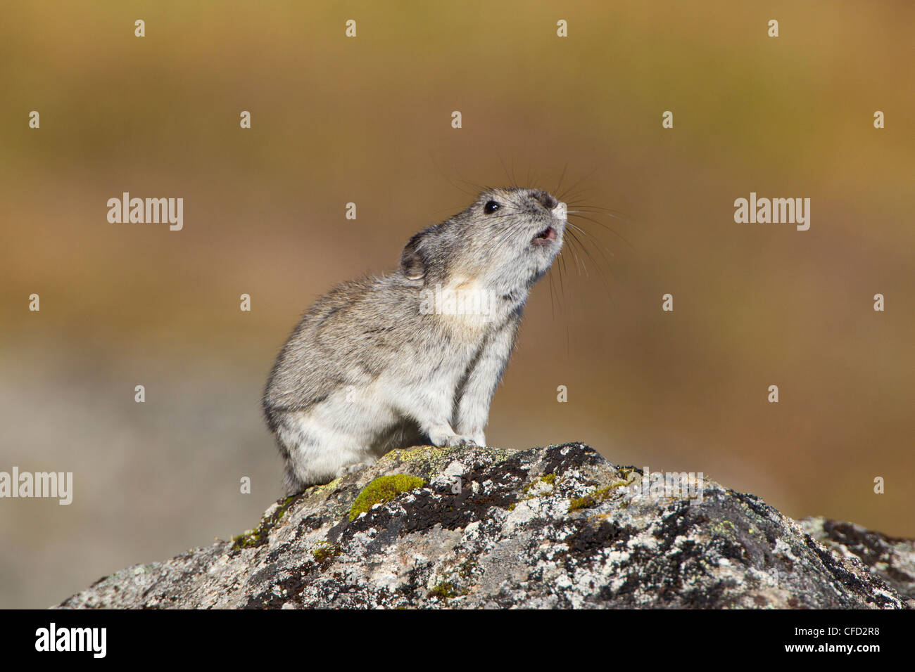 Collared pika (Ochotona collaris), calling, Hatcher Pass, Alaska ...
