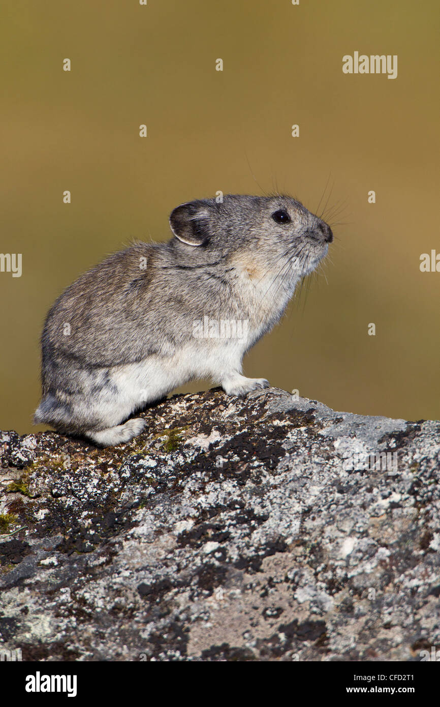 Collared pikas hi-res stock photography and images - Alamy