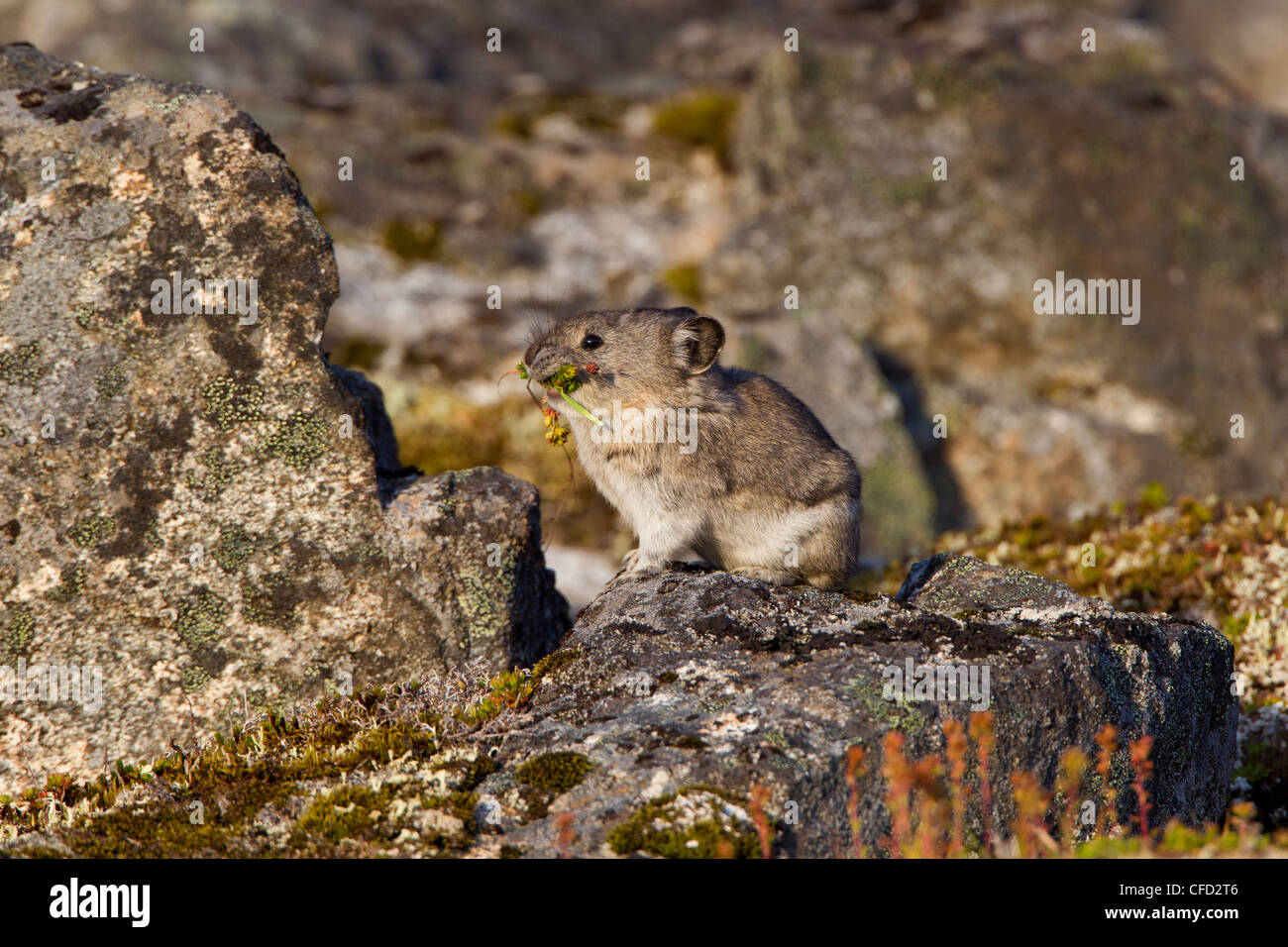 Collared pika (Ochotona collaris), with collected vegetation, Hatcher ...
