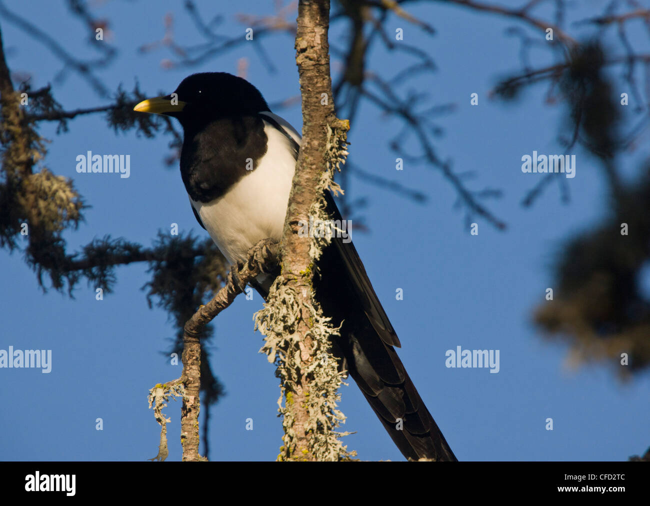 Yellow-billed Magpie, Pica nuttalli perched in tree. Endemic to ...