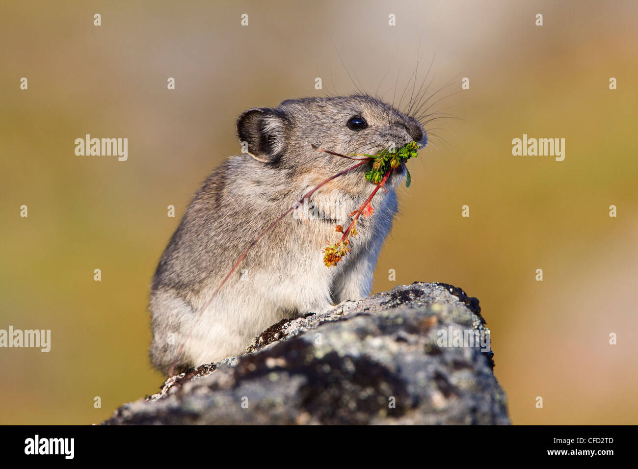 Collared pika (Ochotona collaris), with collected vegetation, Hatcher ...