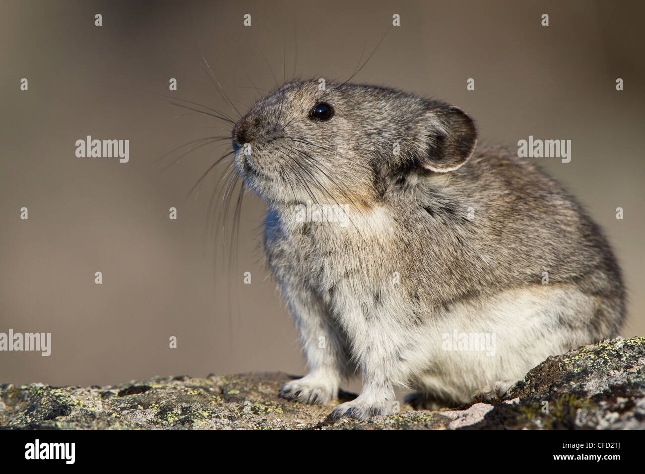 Collared Pikas High Resolution Stock Photography and Images - Alamy