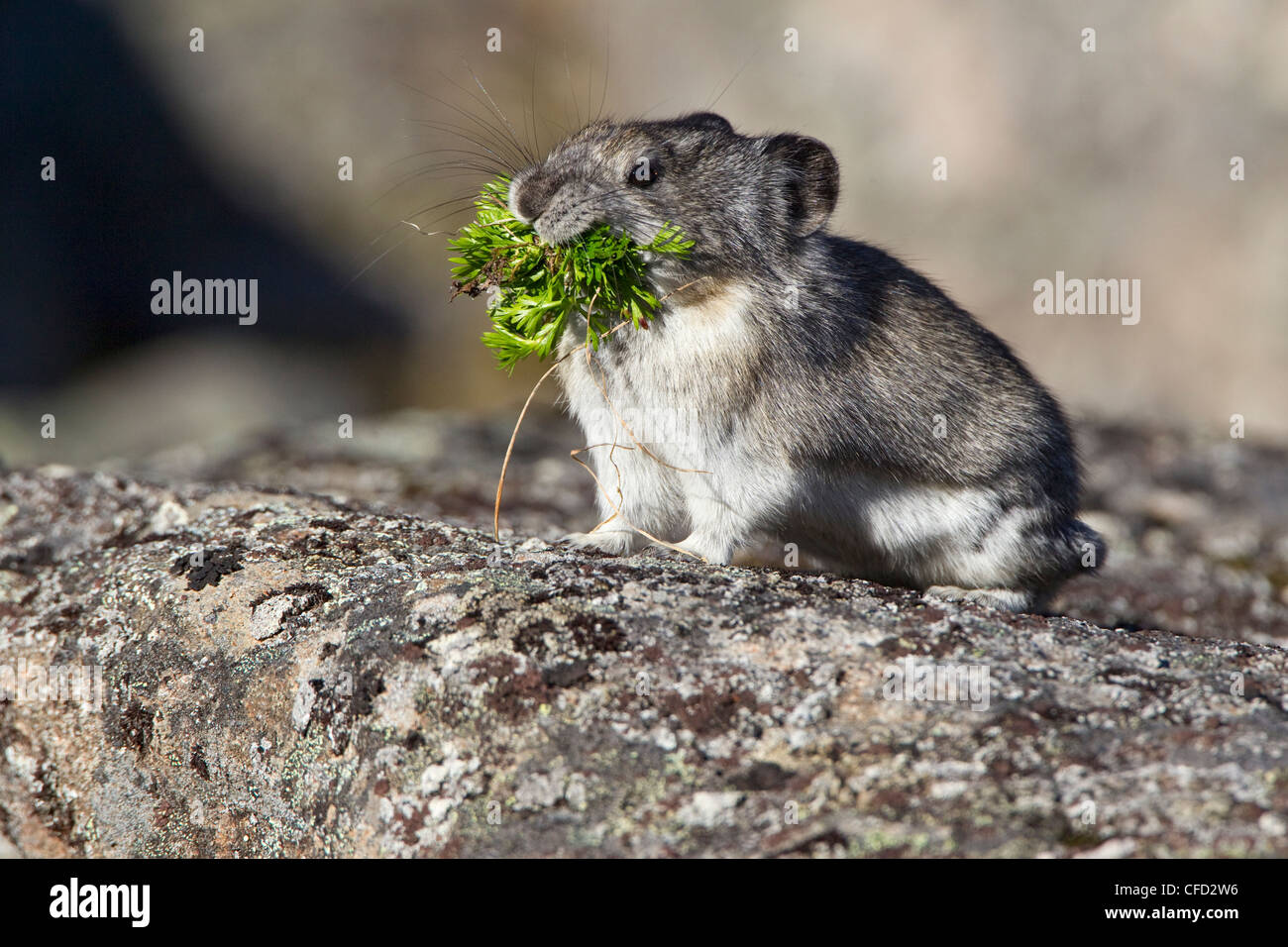 Collared pika (Ochotona collaris), with collected vegetation, Hatcher ...