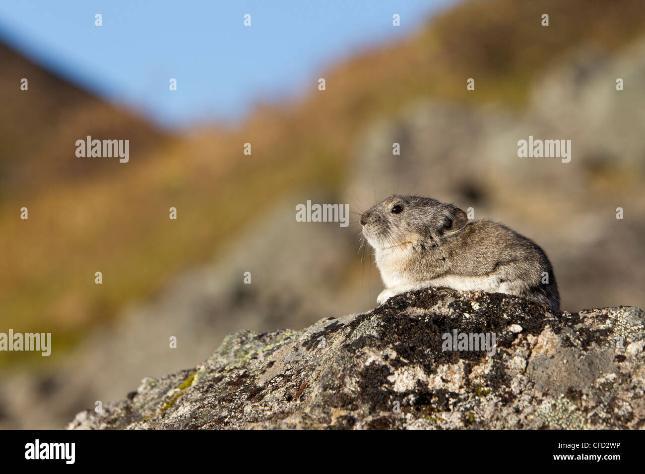 Collared pika (Ochotona collaris), Hatcher Pass, Alaska, United States ...