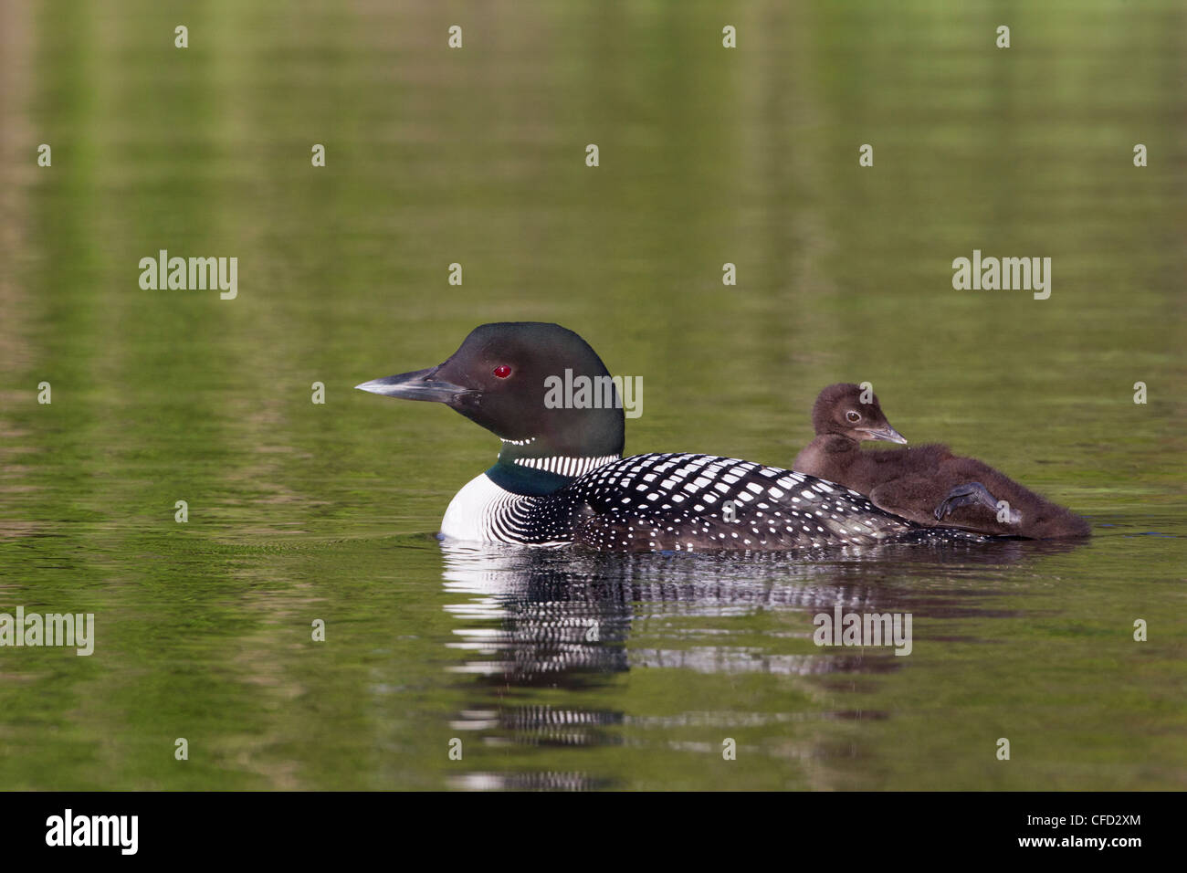 Common Loon Young Riding On Back High Resolution Stock Photography and ...