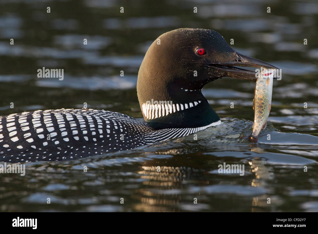 Common loon Gaviimmer adult breeding plumage Stock Photo - Alamy