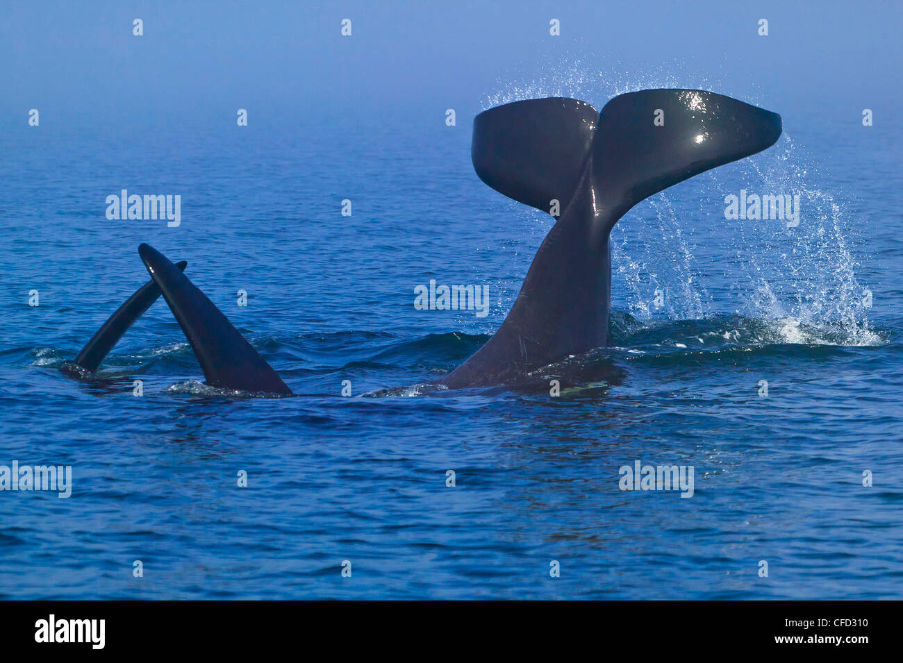 Queen Male High Resolution Stock Photography and Images - Alamy