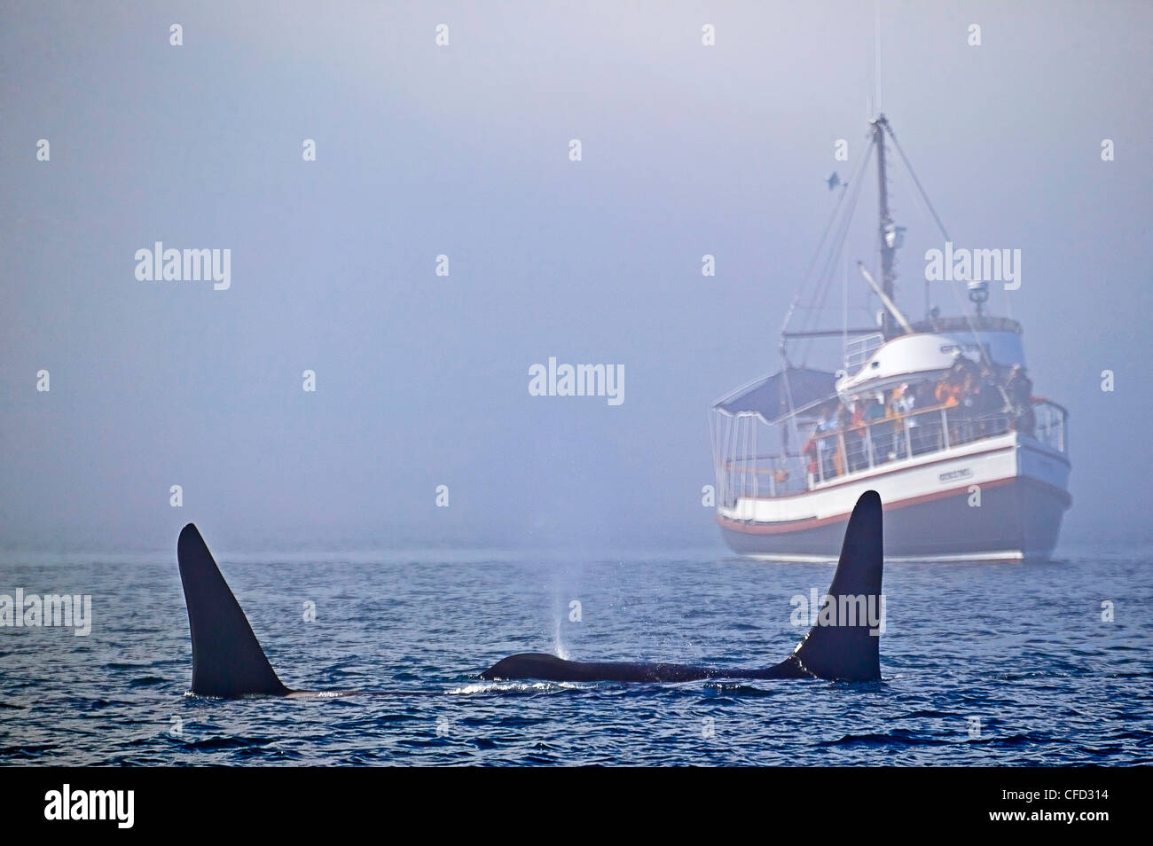 Killer whales Orcinus orca traveling front whale Stock Photo - Alamy