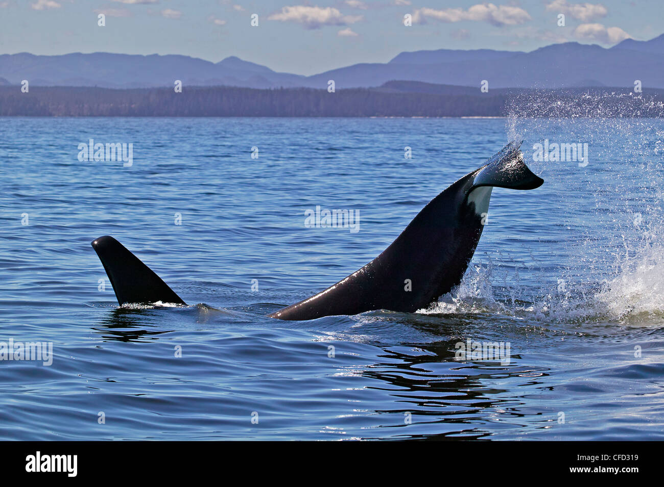 Orca splashing hi-res stock photography and images - Alamy