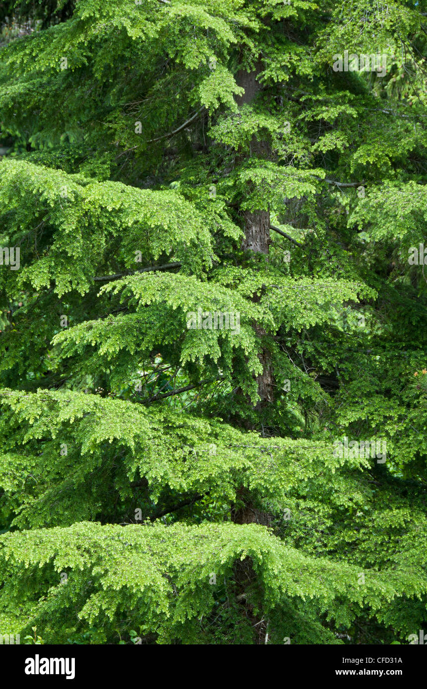 Hemlock tree hi-res stock photography and images - Alamy