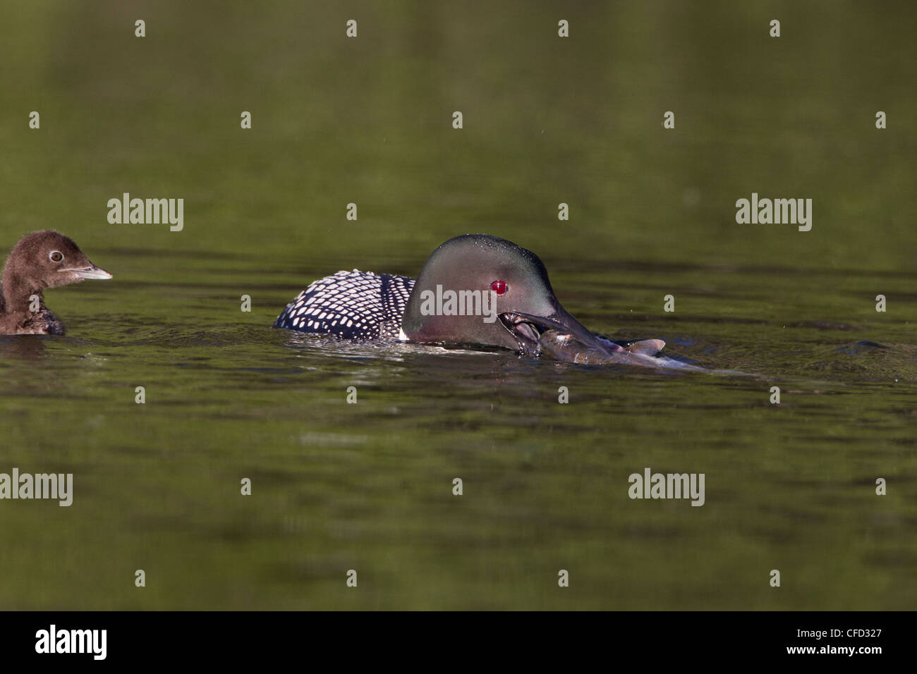 Common loon Gaviimmer adult eating rainbow trout Stock Photo - Alamy