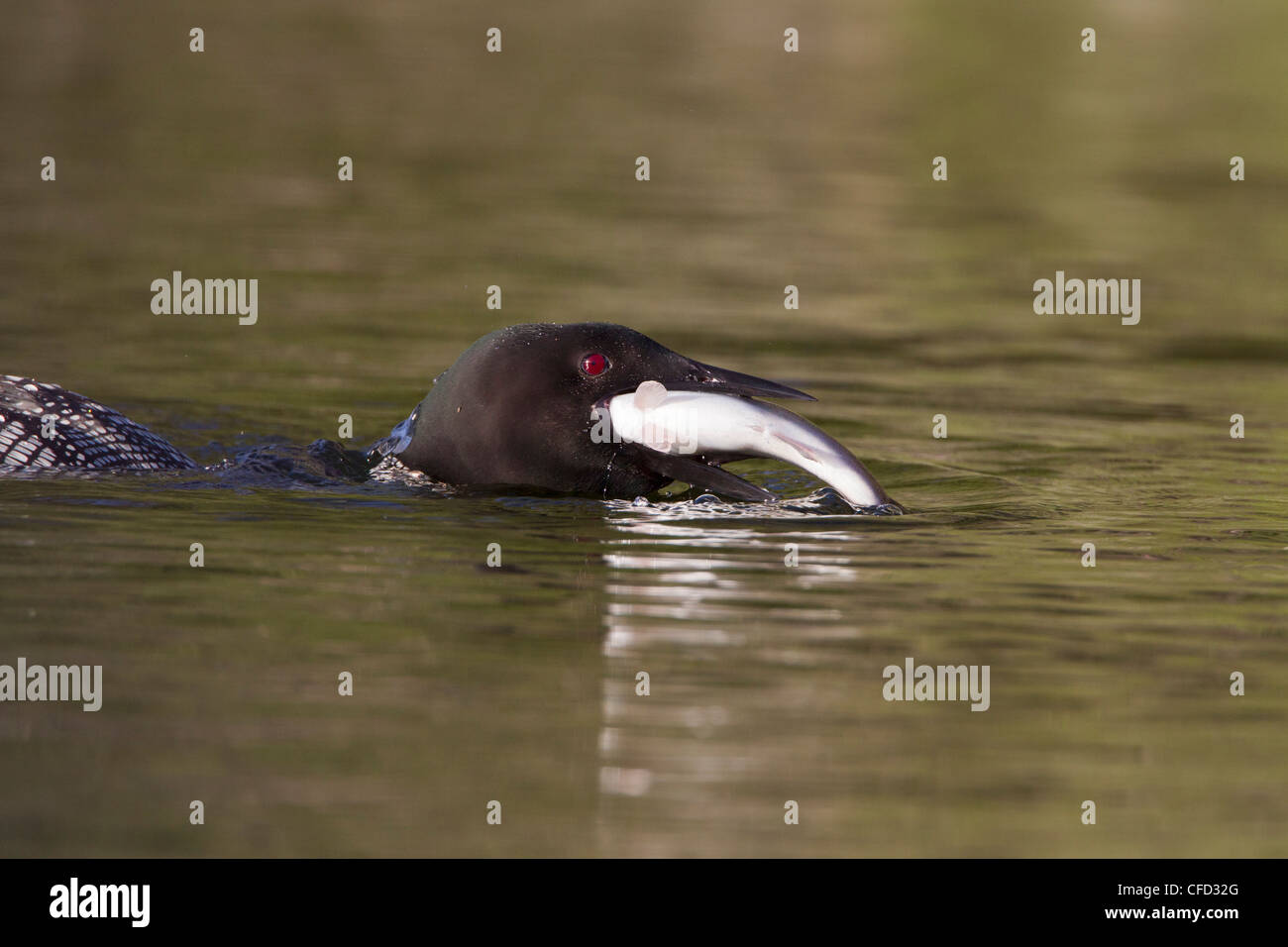 Close up mouth eating adult hi-res stock photography and images - Alamy