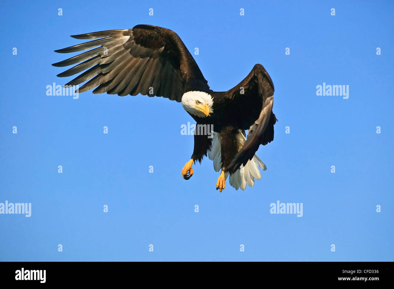 Eagle wings outstretched hi-res stock photography and images - Alamy