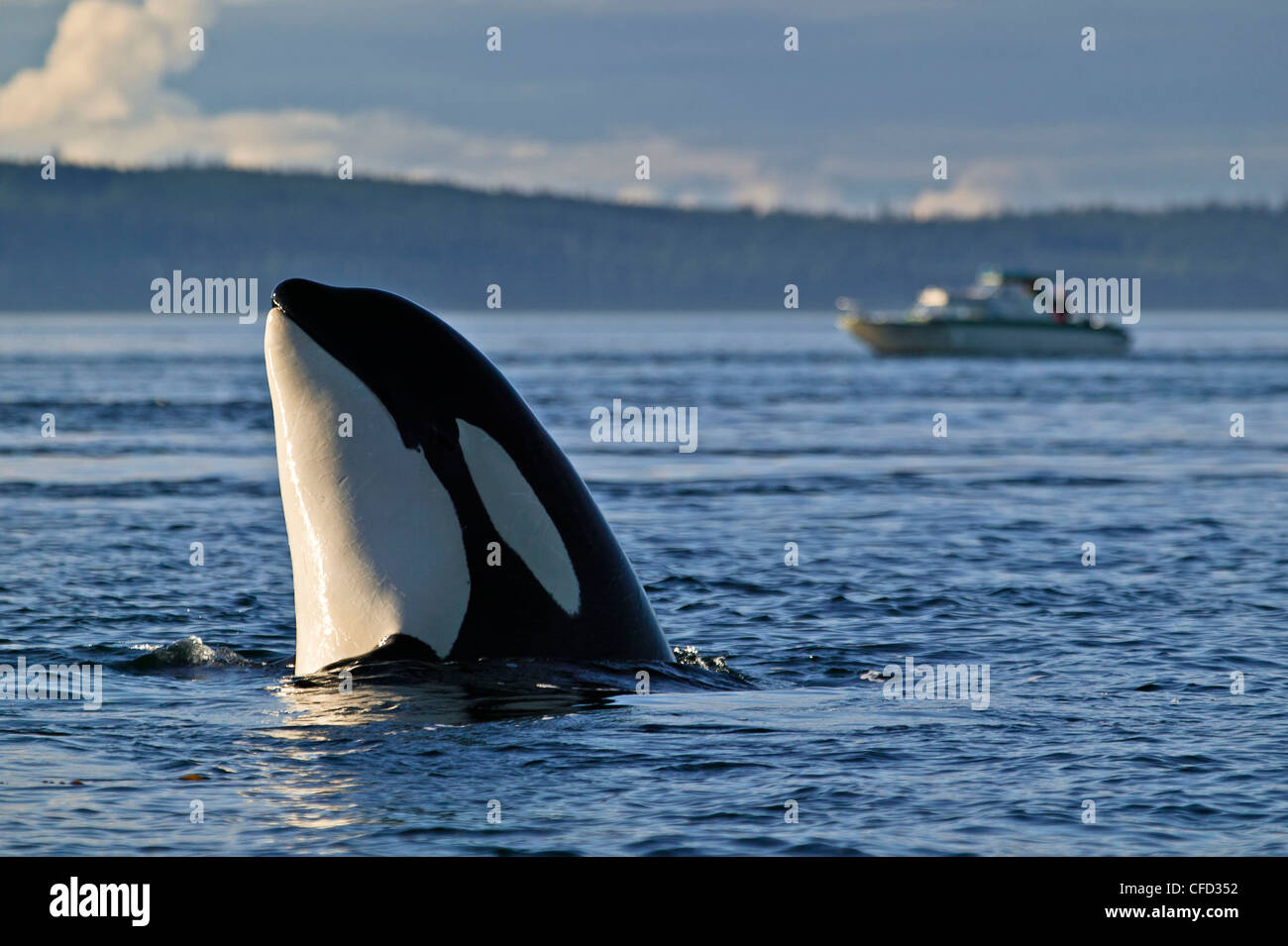 Spyhopping Orca High Resolution Stock Photography and Images - Alamy