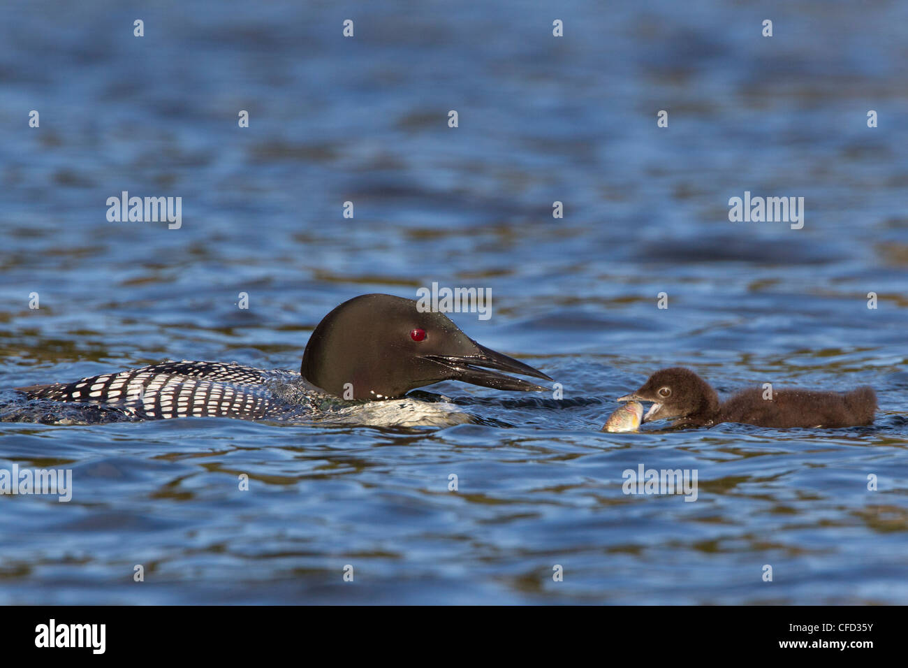 Common loon Gaviimmer chick eating rainbow trout Stock Photo - Alamy