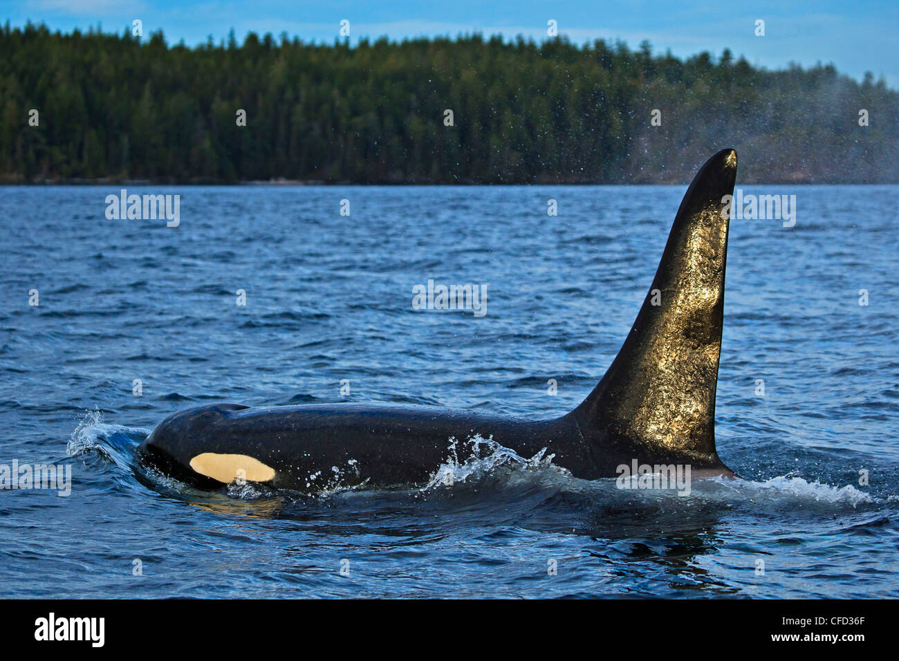 Male killer whale hi-res stock photography and images - Alamy