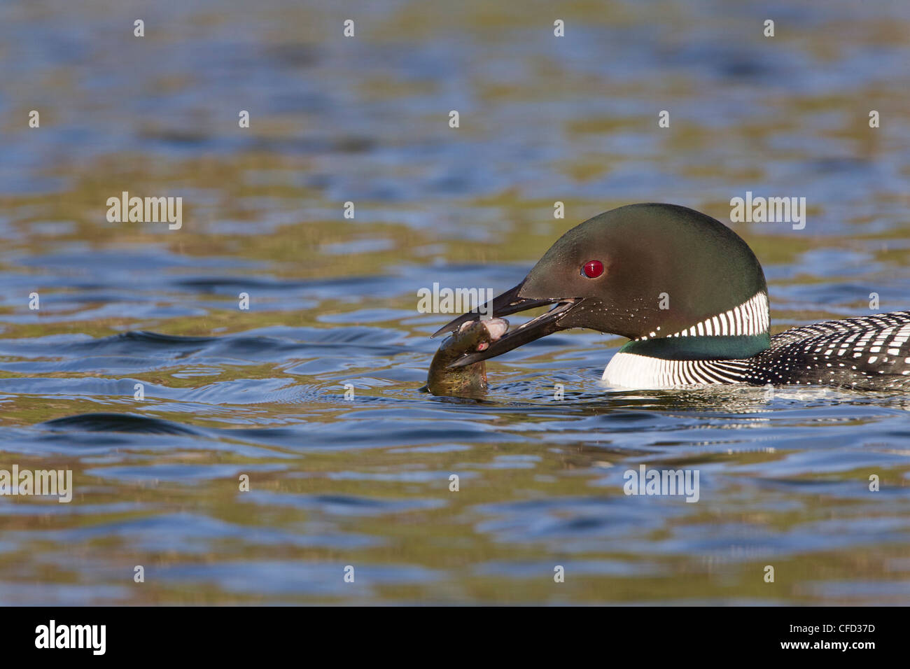 Common loon (Gavia immer), adult eating rainbow trout (Oncorhynchus ...