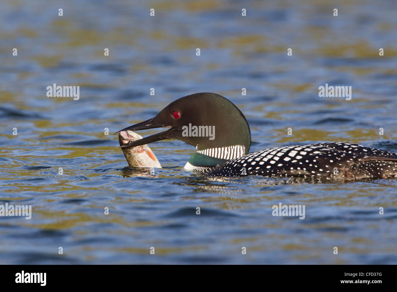 Common loon (Gavia immer), adult eating rainbow trout (Oncorhynchus ...