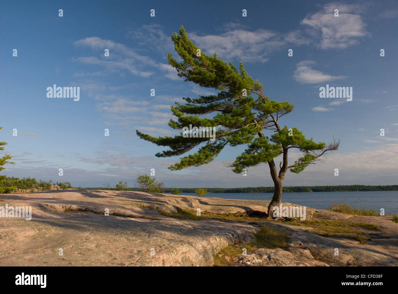 Single windswept Pine tree in Killbear Provincial park on Georgian Bay ...