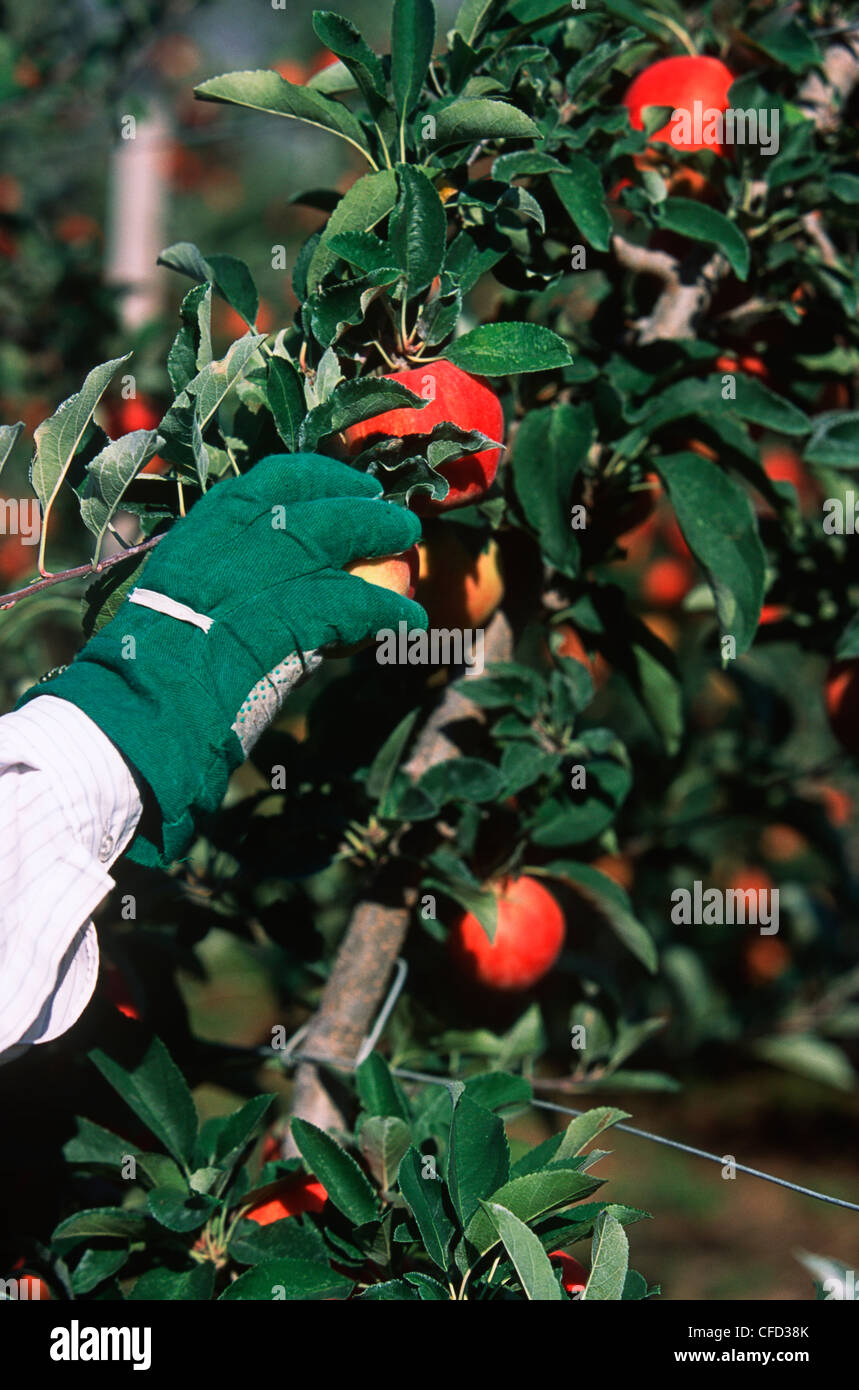 Okanagan, apples being harvested in orchard, Osoyoos, British Columbia ...