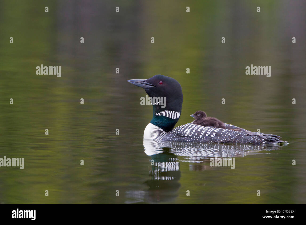 Common Loon Young Riding On Back High Resolution Stock Photography and ...