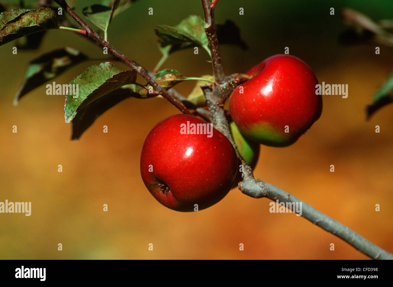 Macintosh apple tree hi-res stock photography and images - Alamy