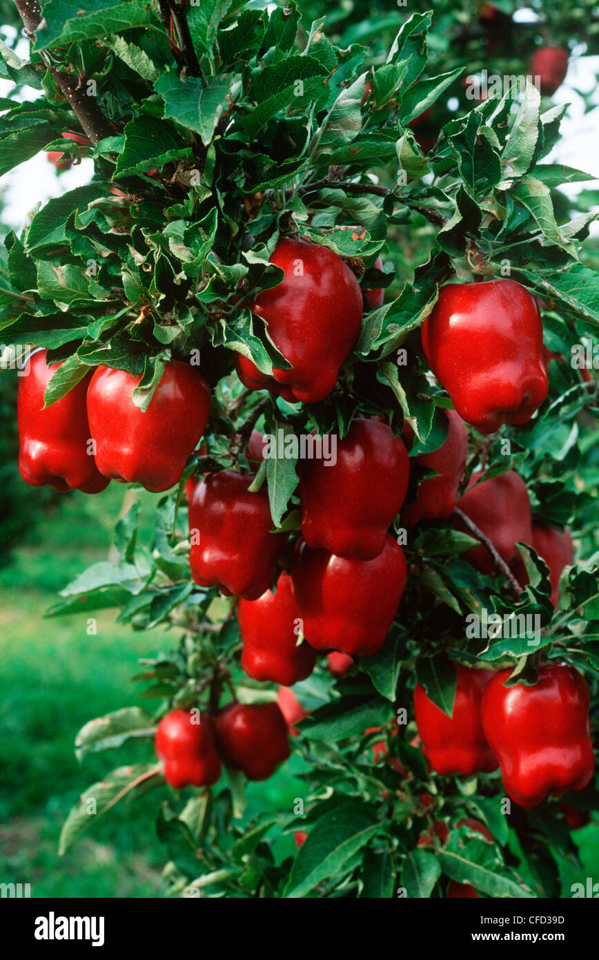 Bc apples hi-res stock photography and images - Alamy