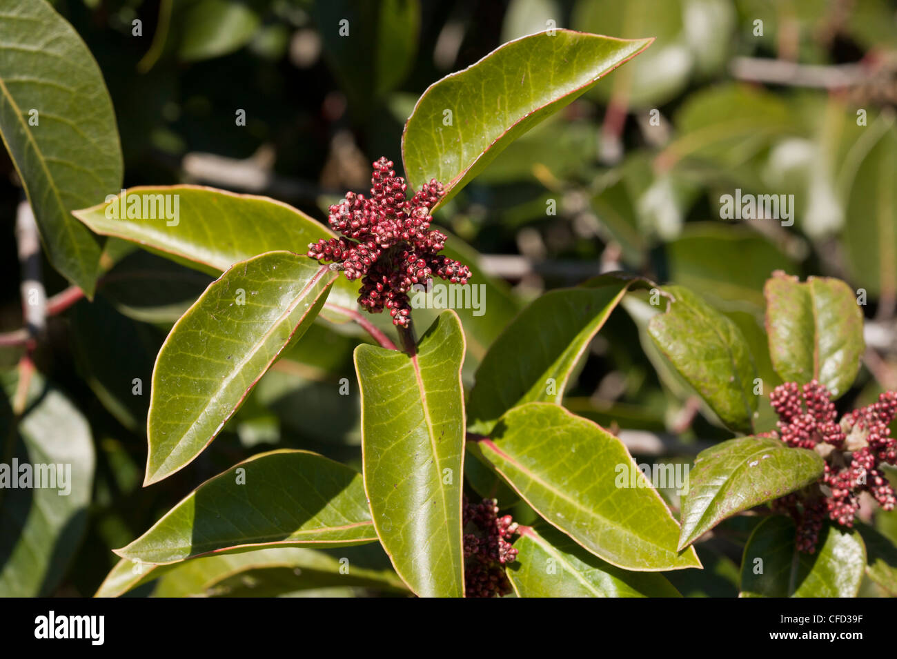 Sugar Bush or Sugar Sumac, Rhus ovata in dry chaparral, California, USA ...