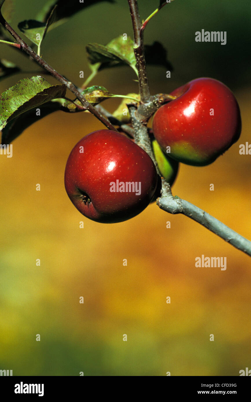 Bc tree fruits hi-res stock photography and images - Alamy