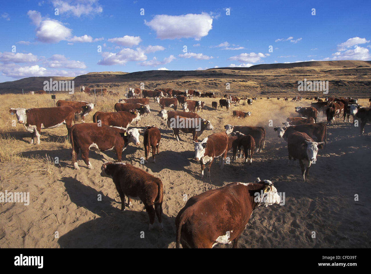 British cattle hi-res stock photography and images - Alamy