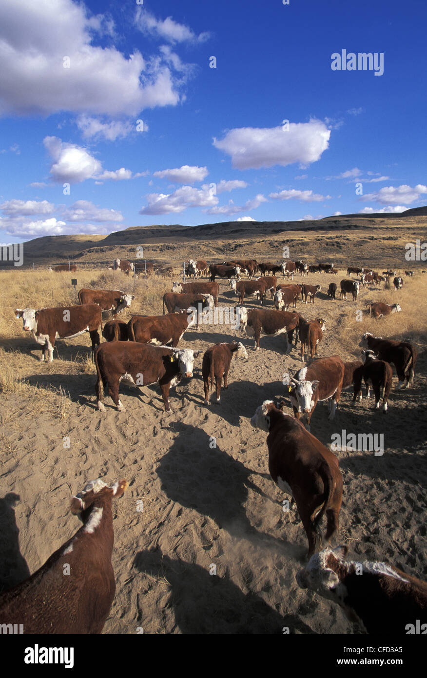 Cattle ranch area, open grazing, British Columbia, Canada Stock Photo ...