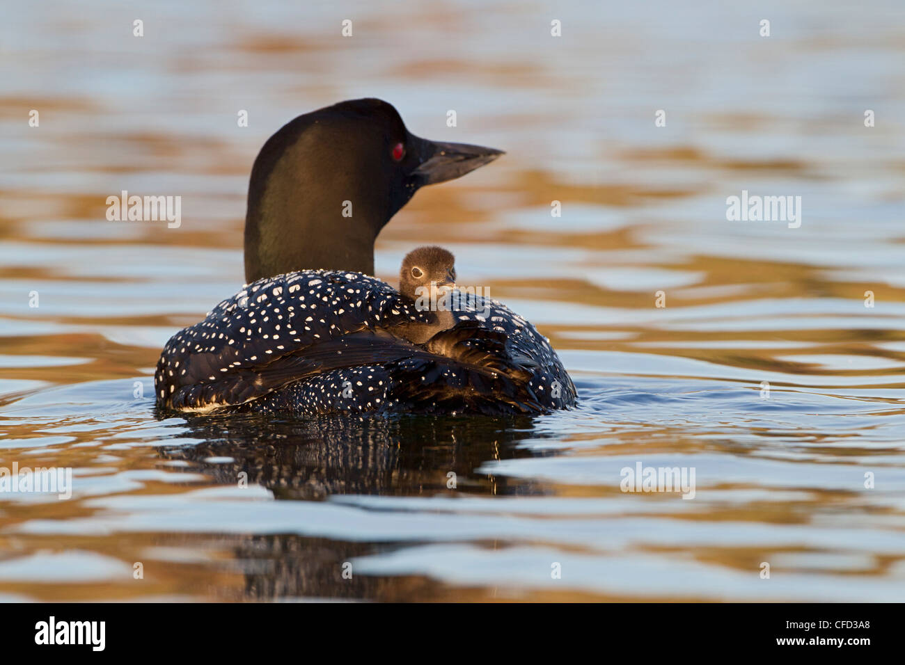 Common loon young riding on back hi-res stock photography and images ...