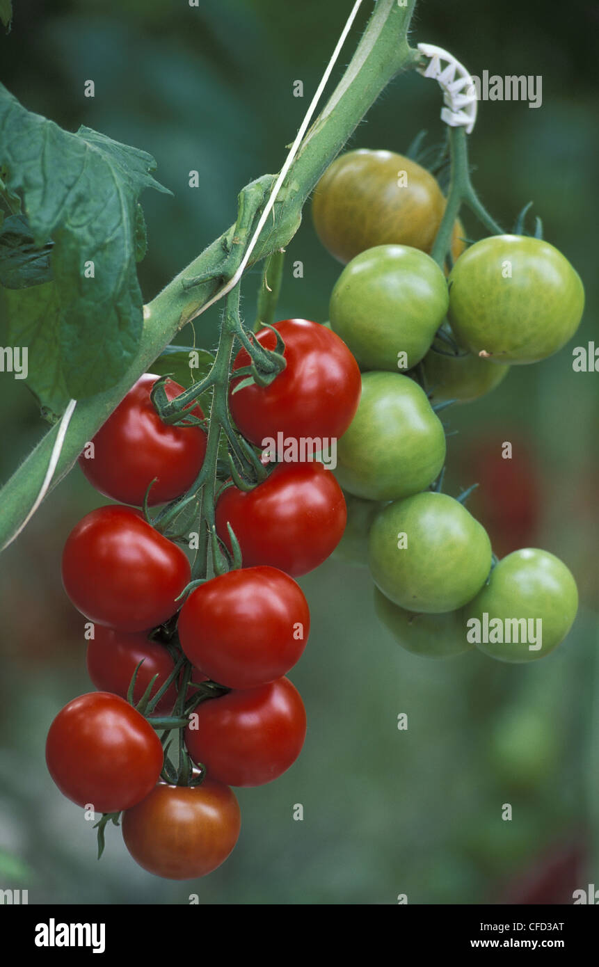 Hot House agriculture - red tomatoes, Lower Mainland, British Columbia ...
