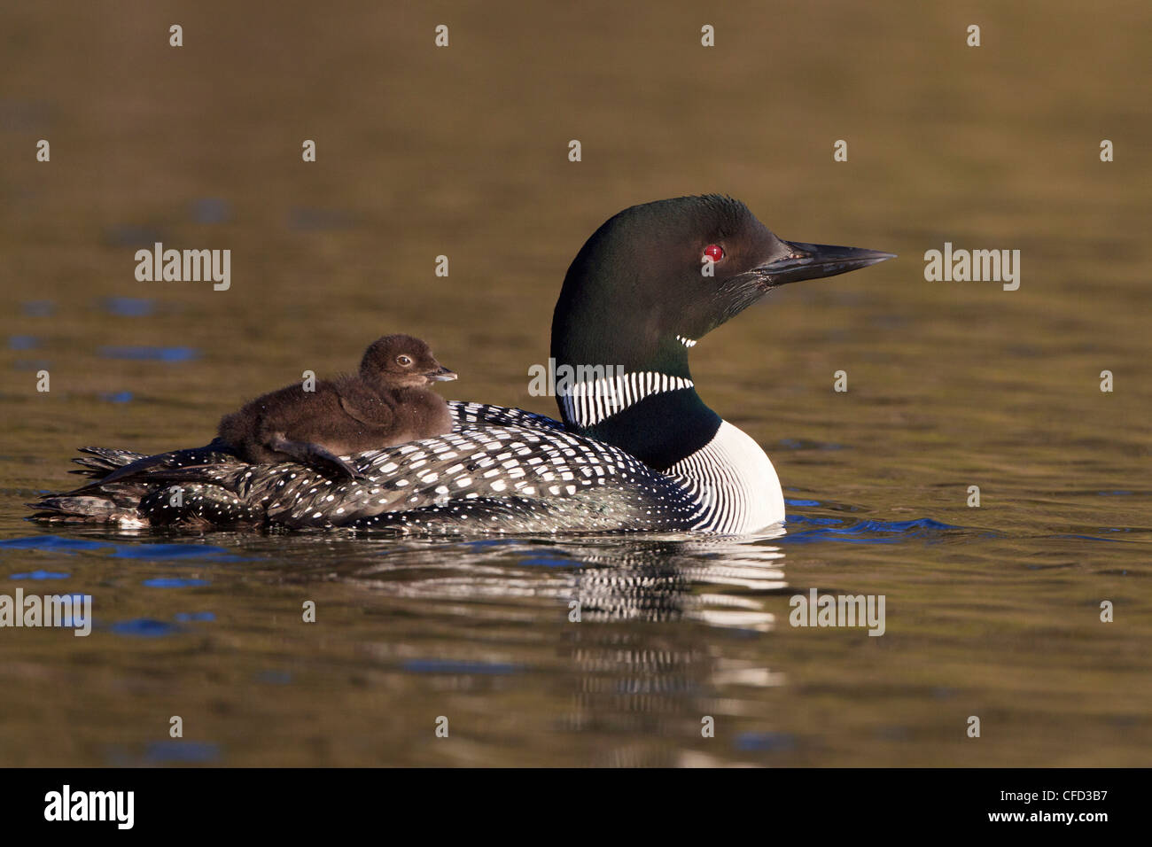 Common loon young riding on back hi-res stock photography and images ...