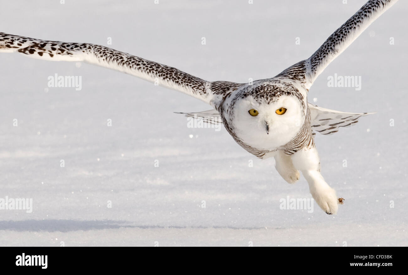 Snowy owl hi-res stock photography and images - Alamy