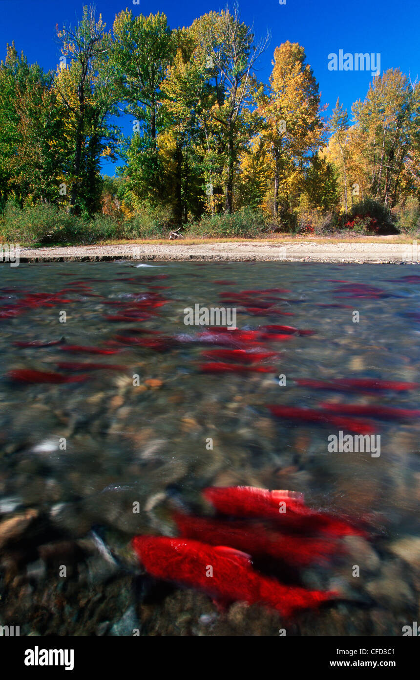 Shuswap chase hi-res stock photography and images - Alamy