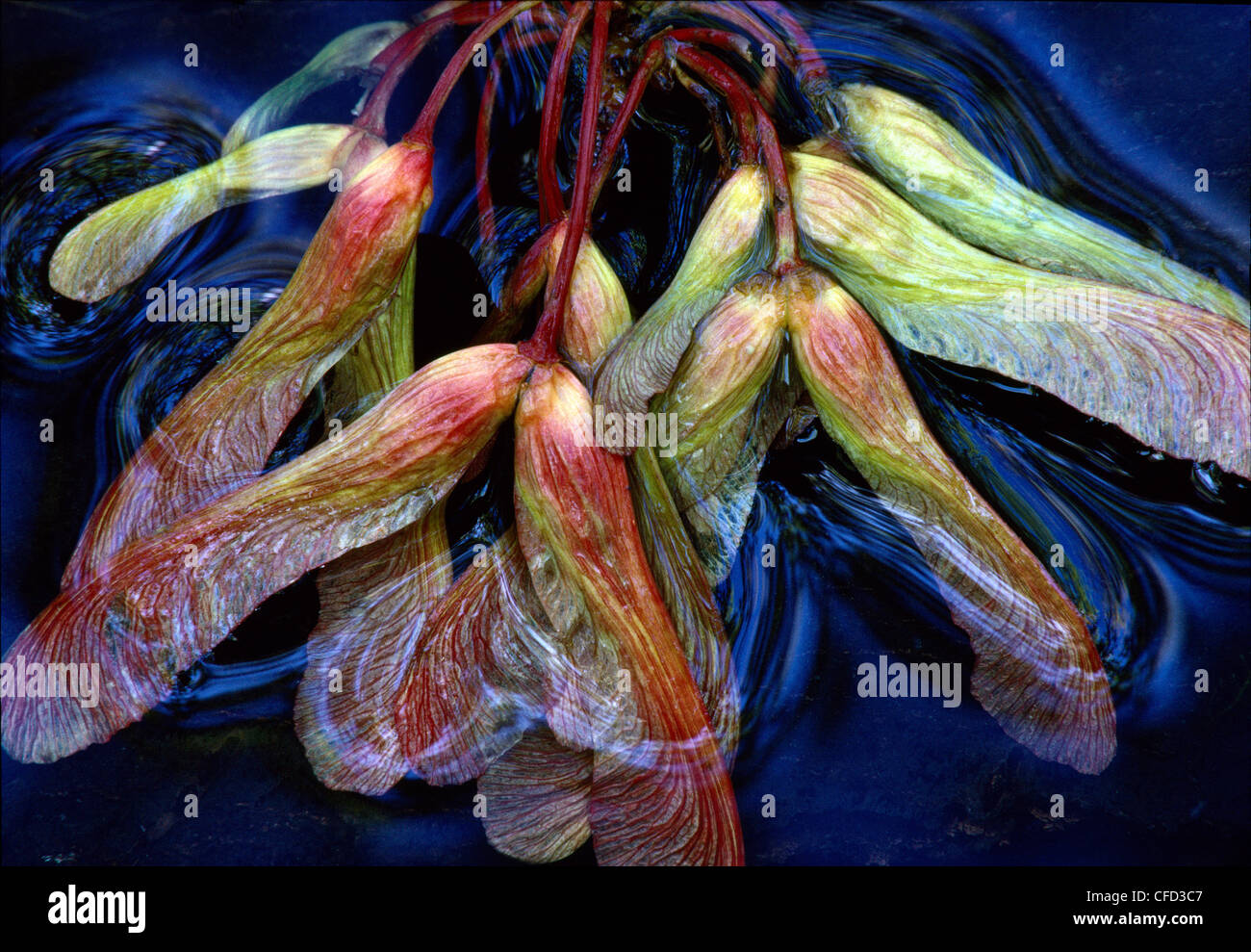 Green maple fruit samara hi-res stock photography and images - Alamy