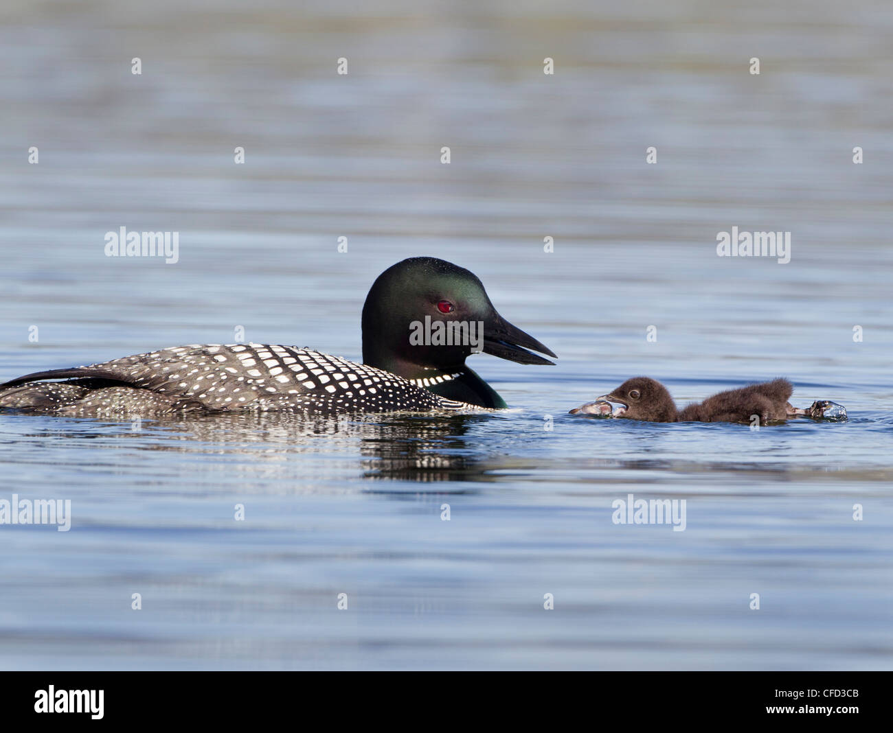 Common loon Gaviimmer chick eating rainbow trout Stock Photo - Alamy