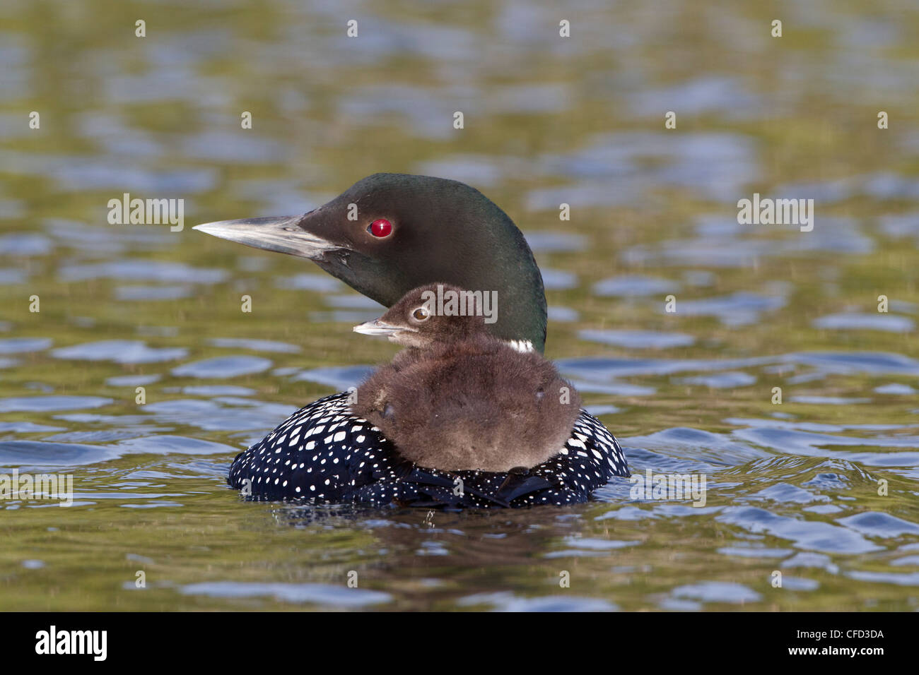 Common Loon Young Riding On Back High Resolution Stock Photography and ...