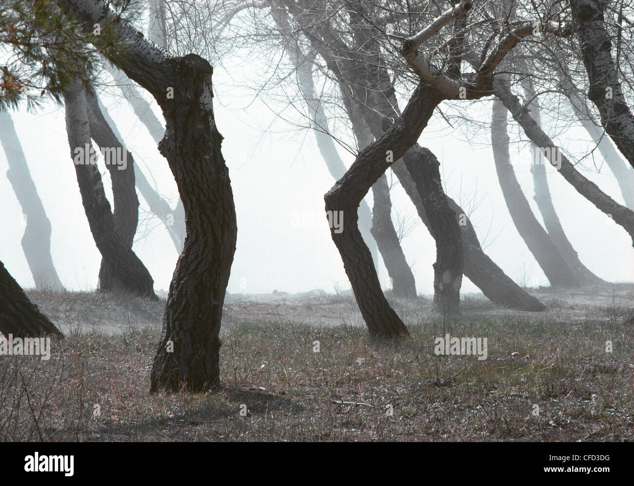 Trees and fog Stock Photo - Alamy