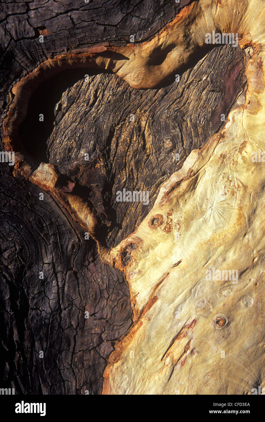 Heart shape in bark of arbutus tree (Madronna), British Columbia ...