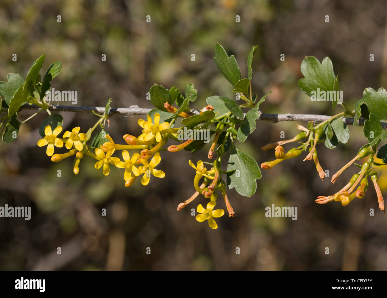 Golden Currant, Ribes aureum; California, USA Stock Photo - Alamy