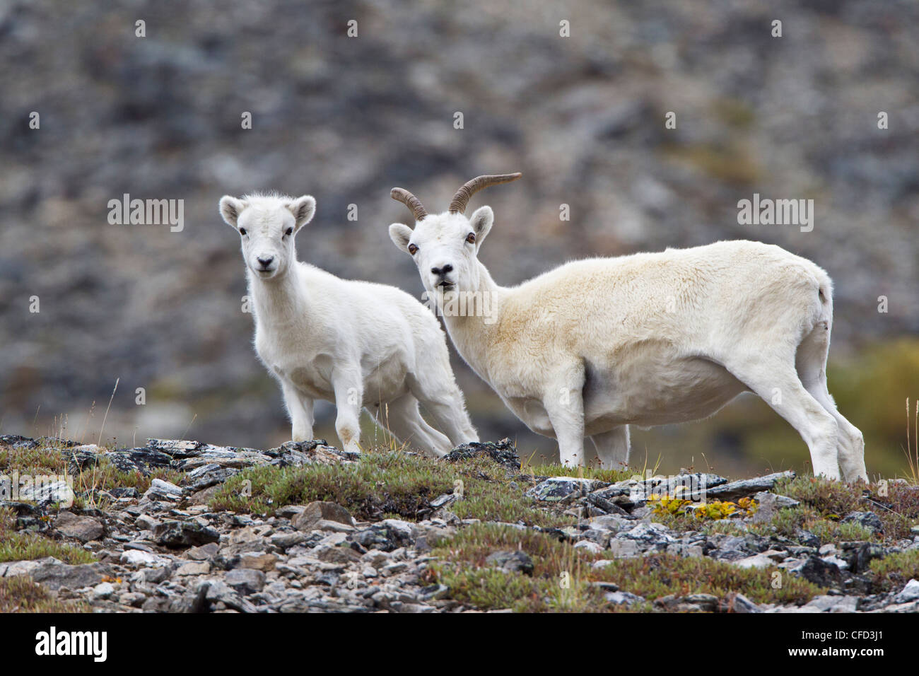 Dall sheep ewe lamb in hi-res stock photography and images - Alamy