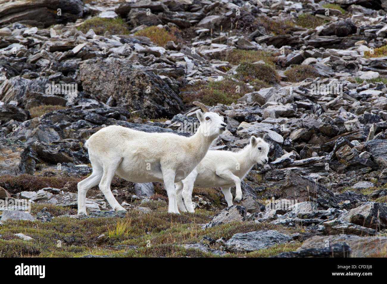 Dall sheep ewe lamb in hi-res stock photography and images - Alamy
