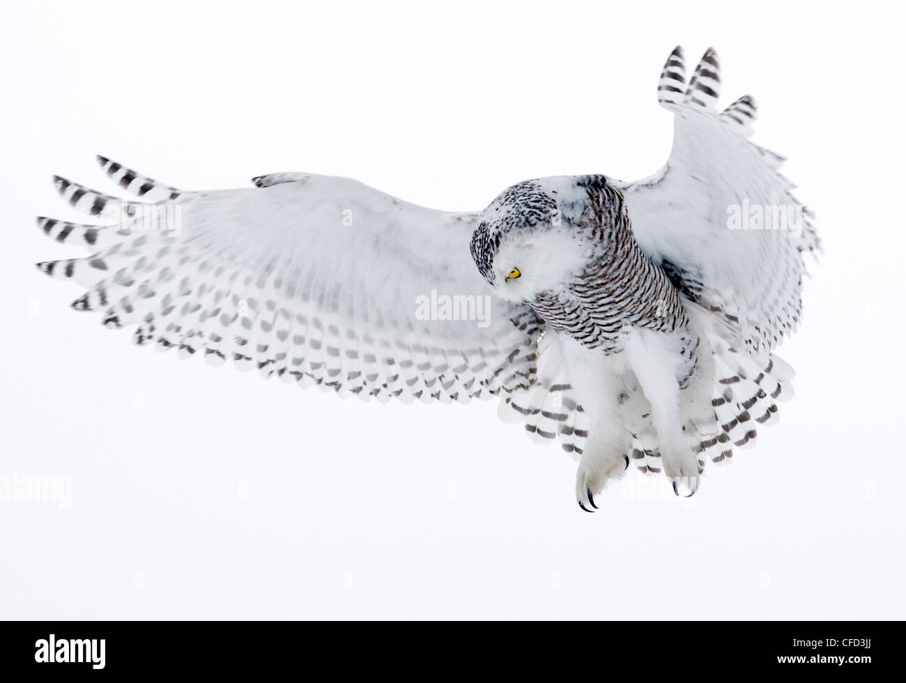 Owl patterns Cut Out Stock Images & Pictures - Alamy