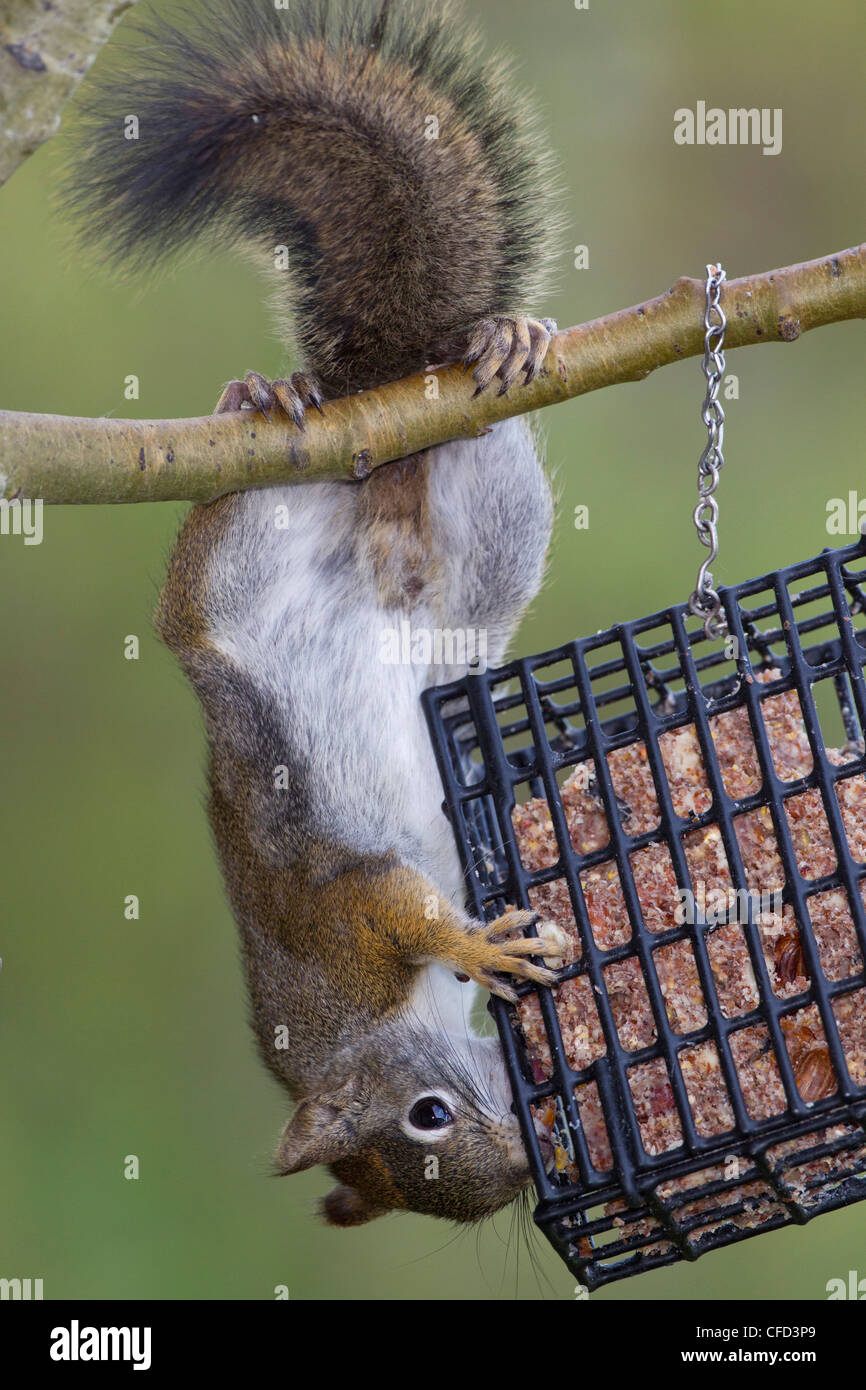 Tan Squirrel High Resolution Stock Photography and Images - Alamy