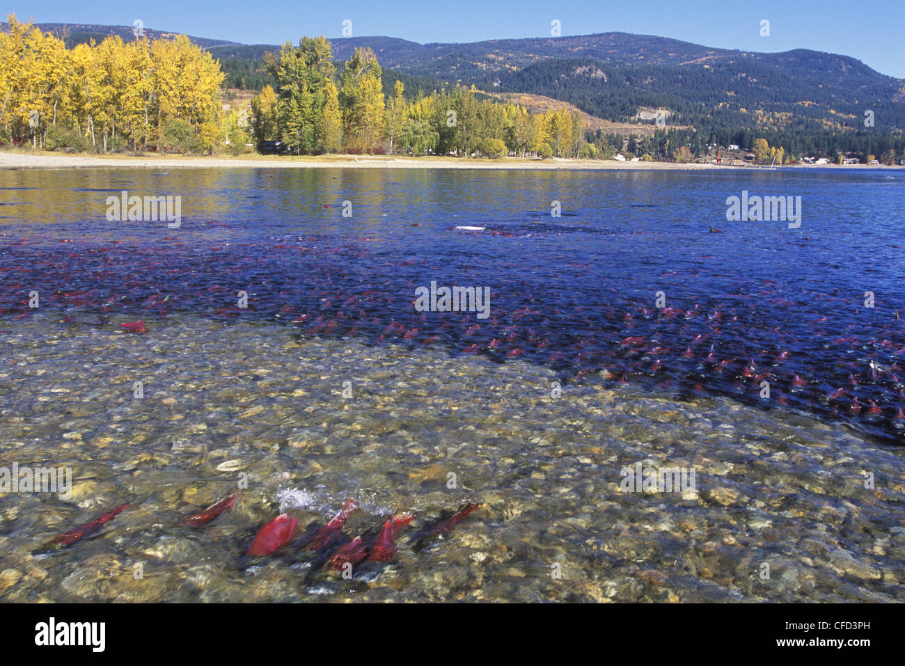 Adams River sockeye, near Chase, British Columbia, Canada Stock Photo ...