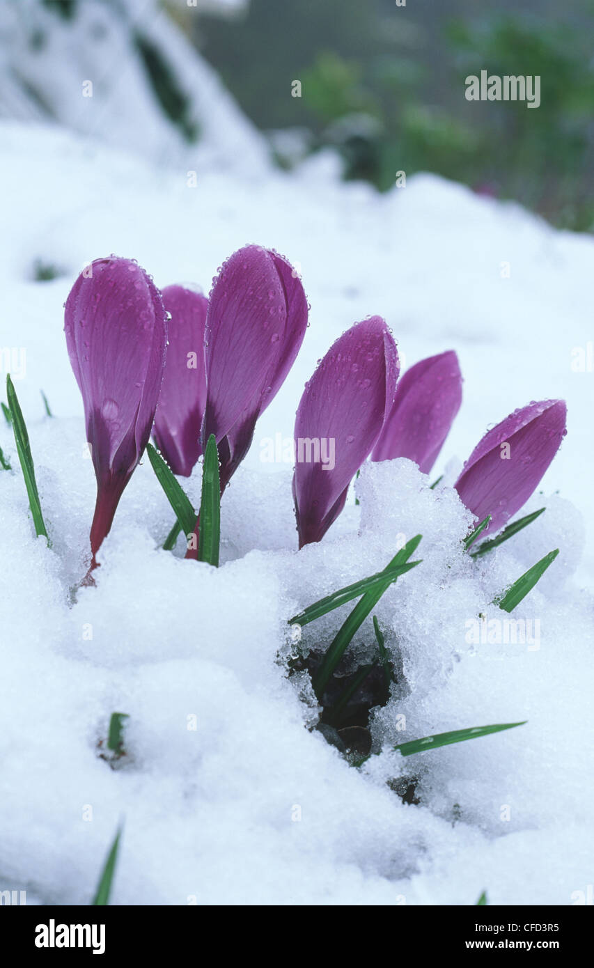 Crocus snow vertical nobody hi-res stock photography and images - Alamy