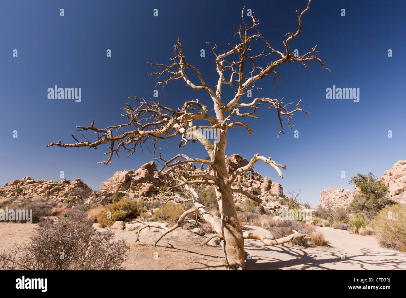 Pinyon pine skeleton hi-res stock photography and images - Alamy