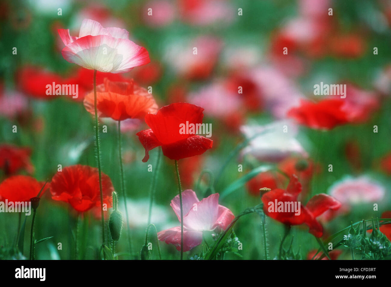 Poppies British Columbia High Resolution Stock Photography and Images ...